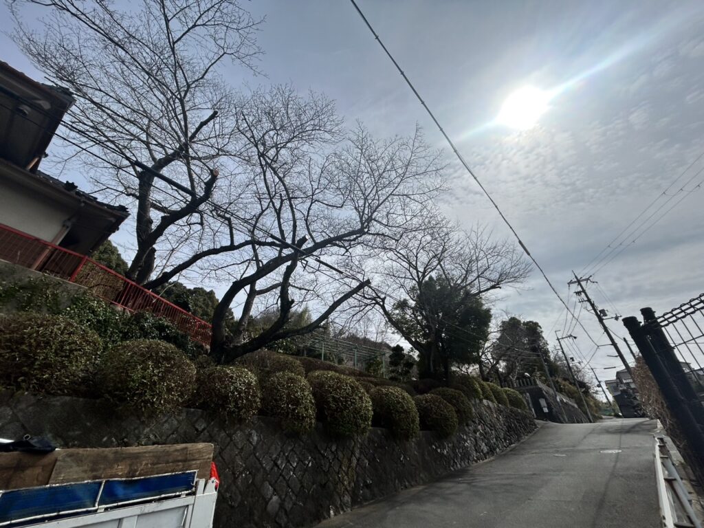 東大阪市 強剪定：株式会社ENISIAの強剪定作業レポート